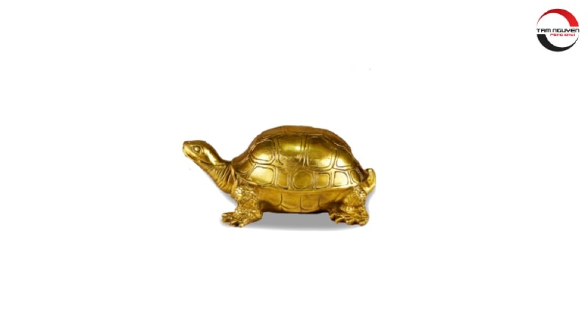 Kim quy đại: Ý nghĩa và cách bố trí hợp phong thủy